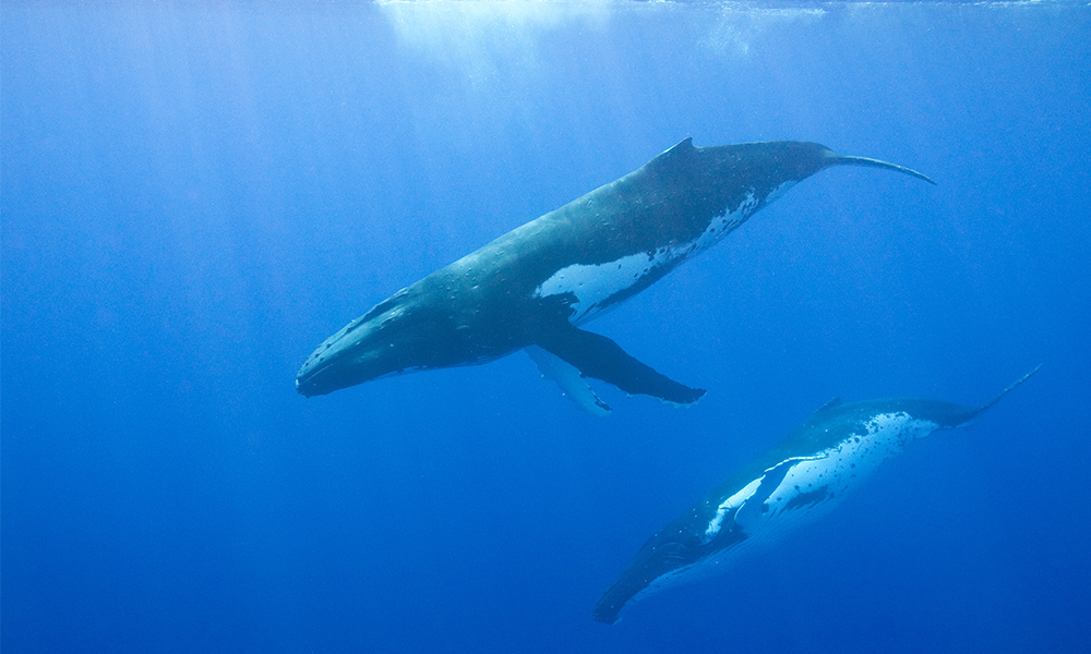 The Cold War’s Accidental Whale Observatory | The MIT Press Reader